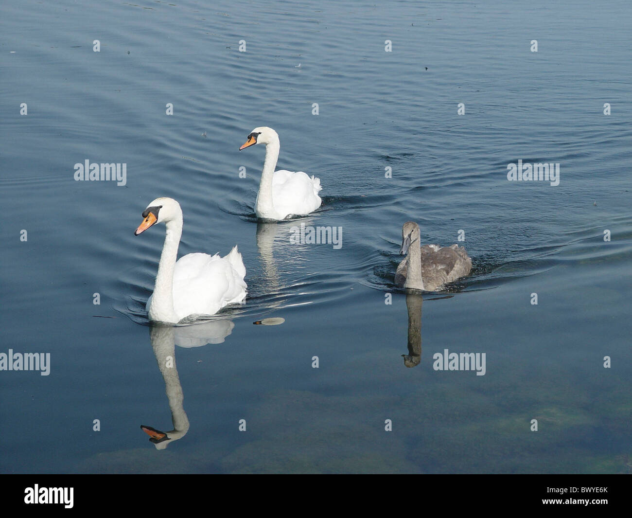 hump swan young animal beast Rhone swan swans swan family Switzerland ...