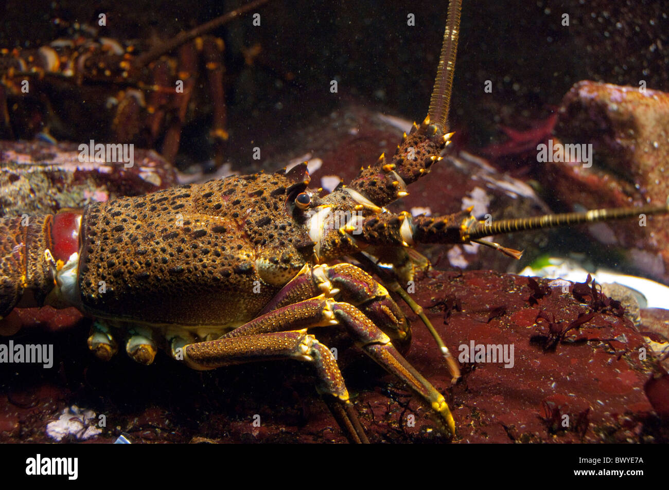 Rock lobster underwater hi-res stock photography and images - Alamy