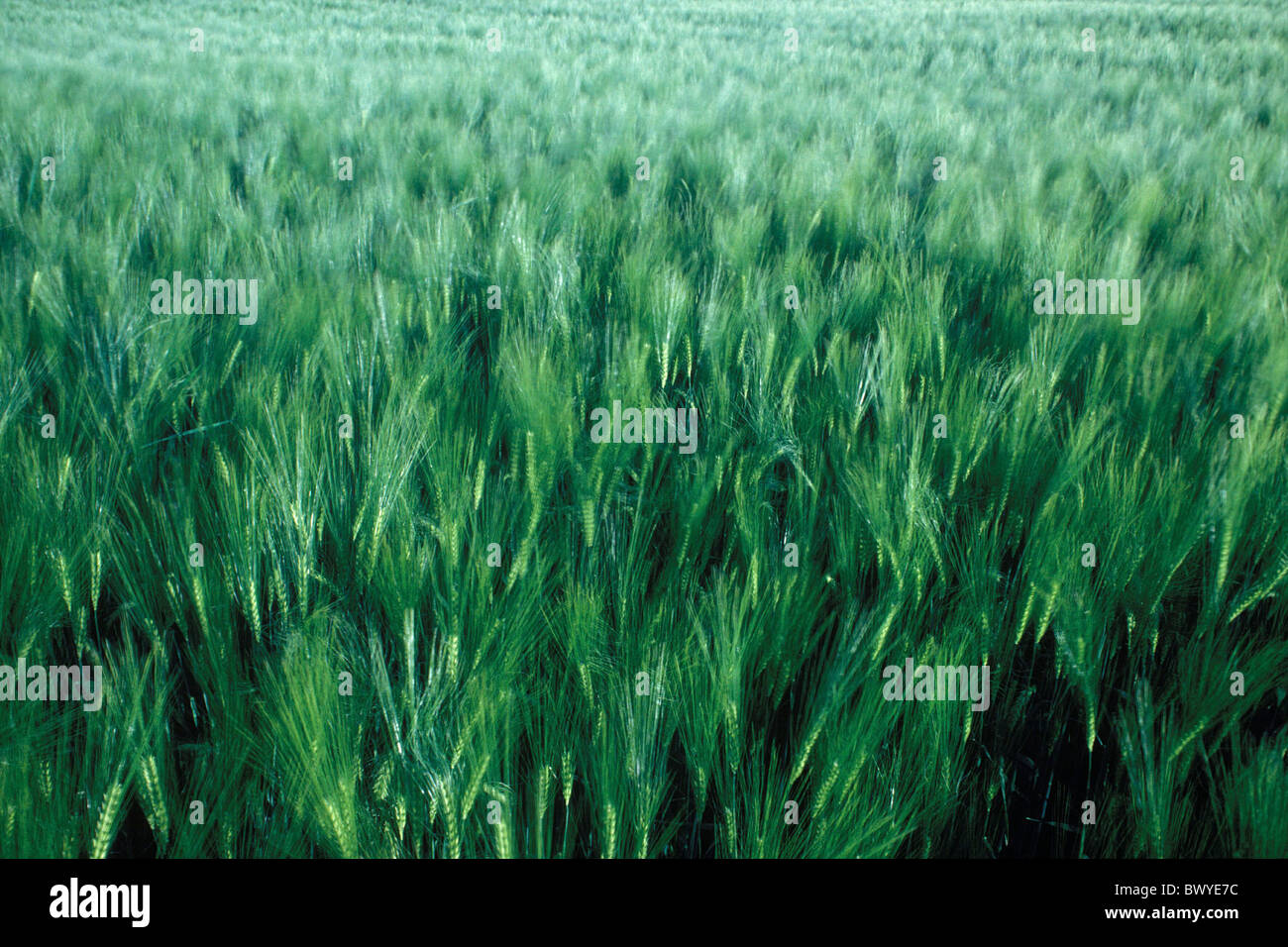 agriculture cornfield field grain grain field grain field overview ...