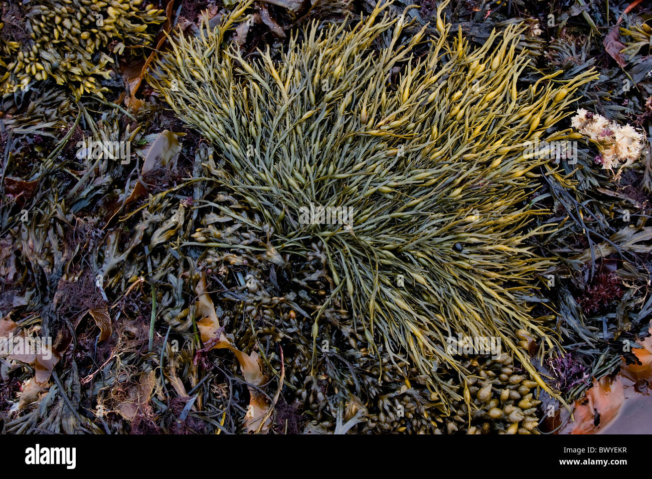Seaweed up close, background texture Stock Photo - Alamy