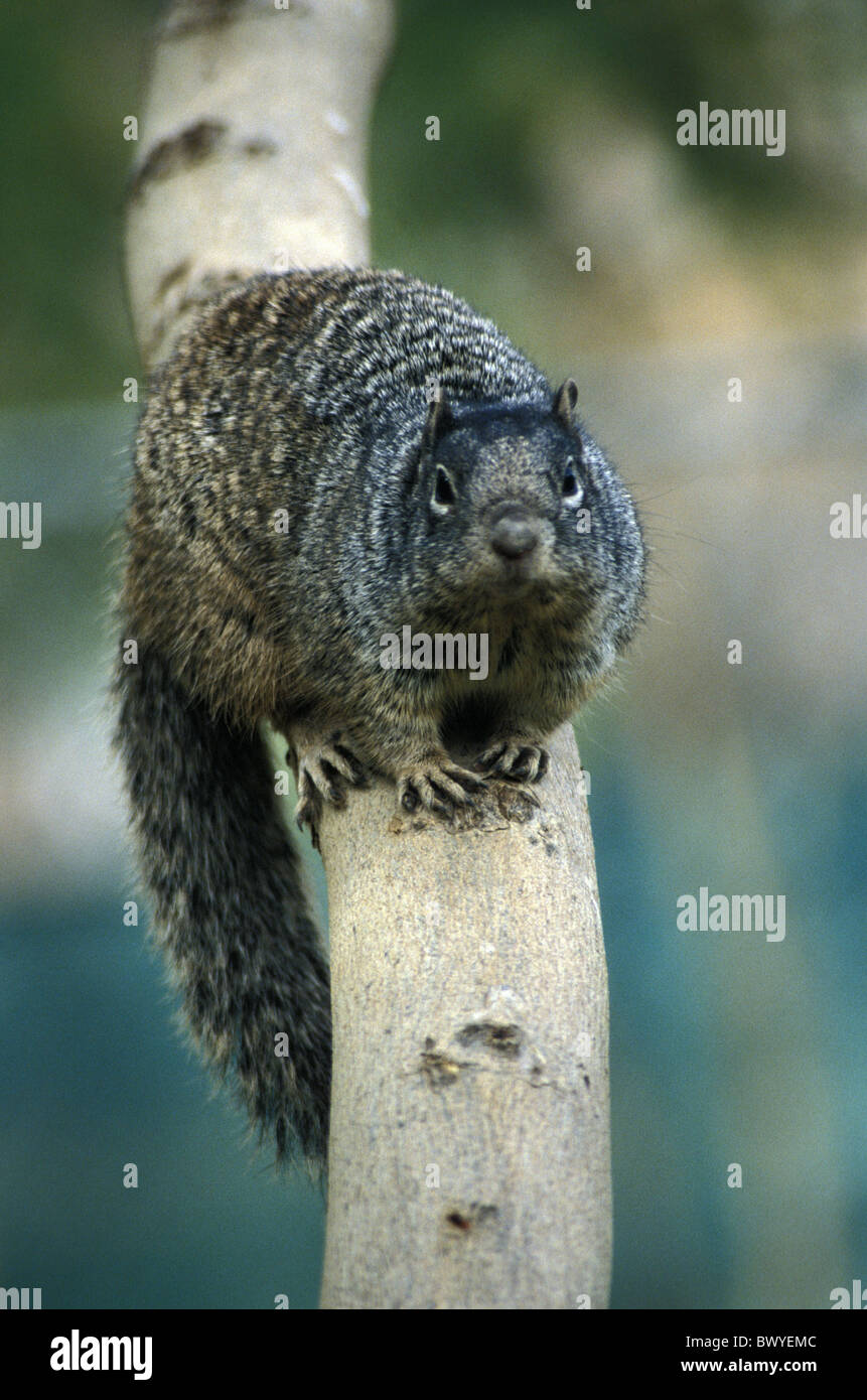 animal animals Squirrel tree nature Stock Photo - Alamy