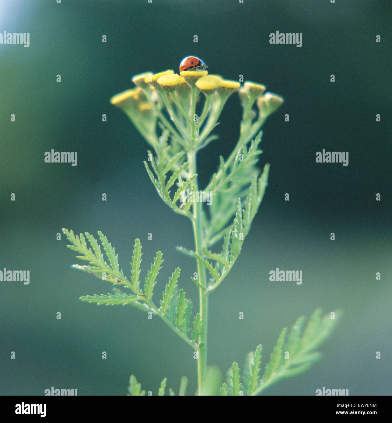 flower blossoms flourishes yellow insect beetle ladybird nature plant ...
