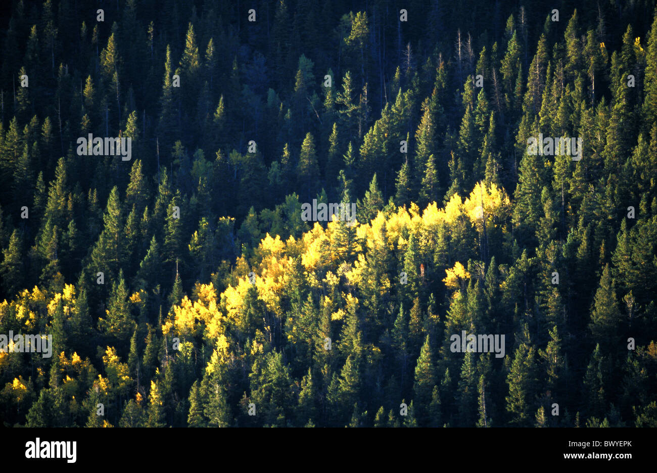 autumn broad leaved trees Colorado nature needle trees overview San ...