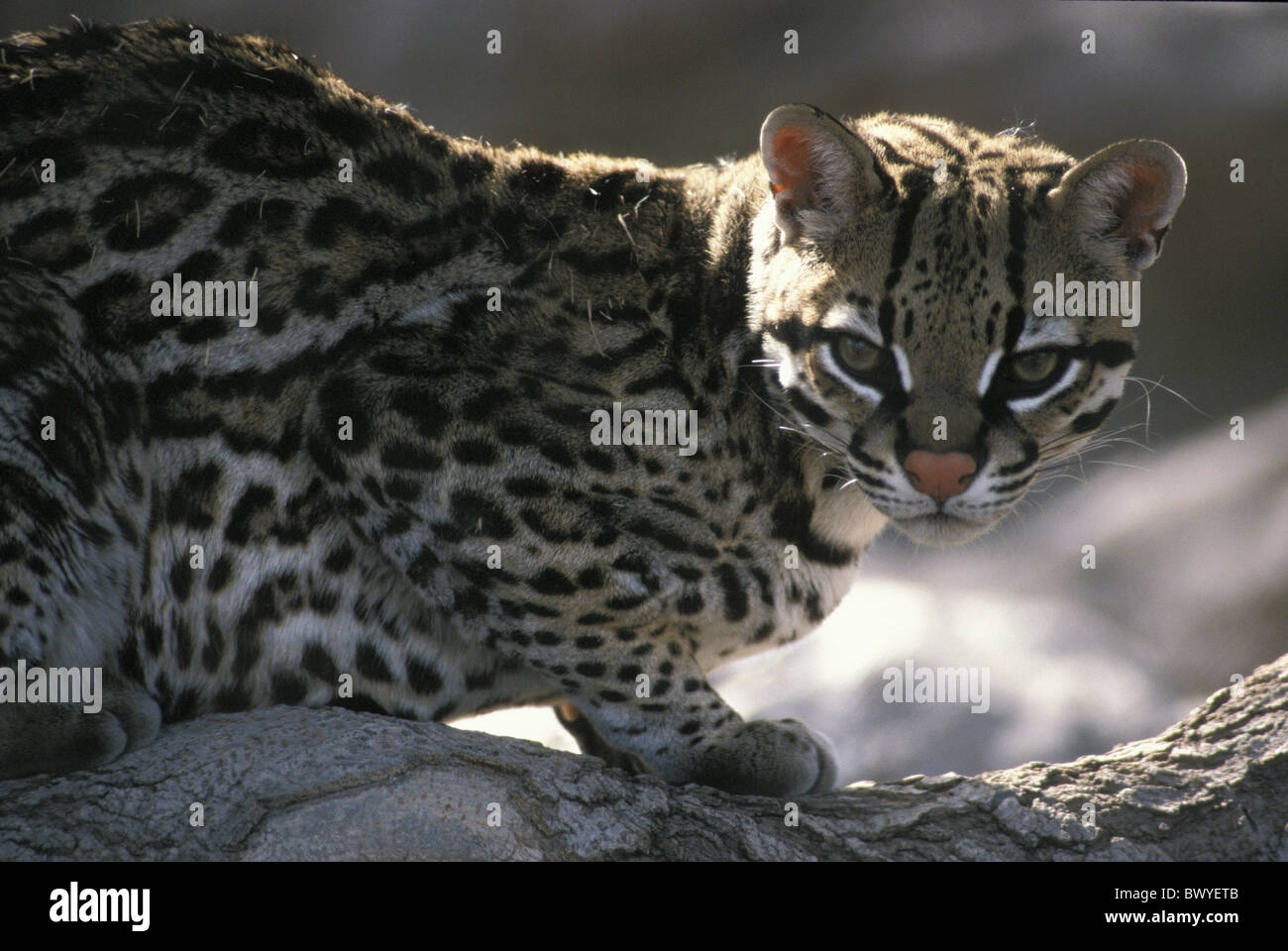 Ozelot hi-res stock photography and images - Alamy
