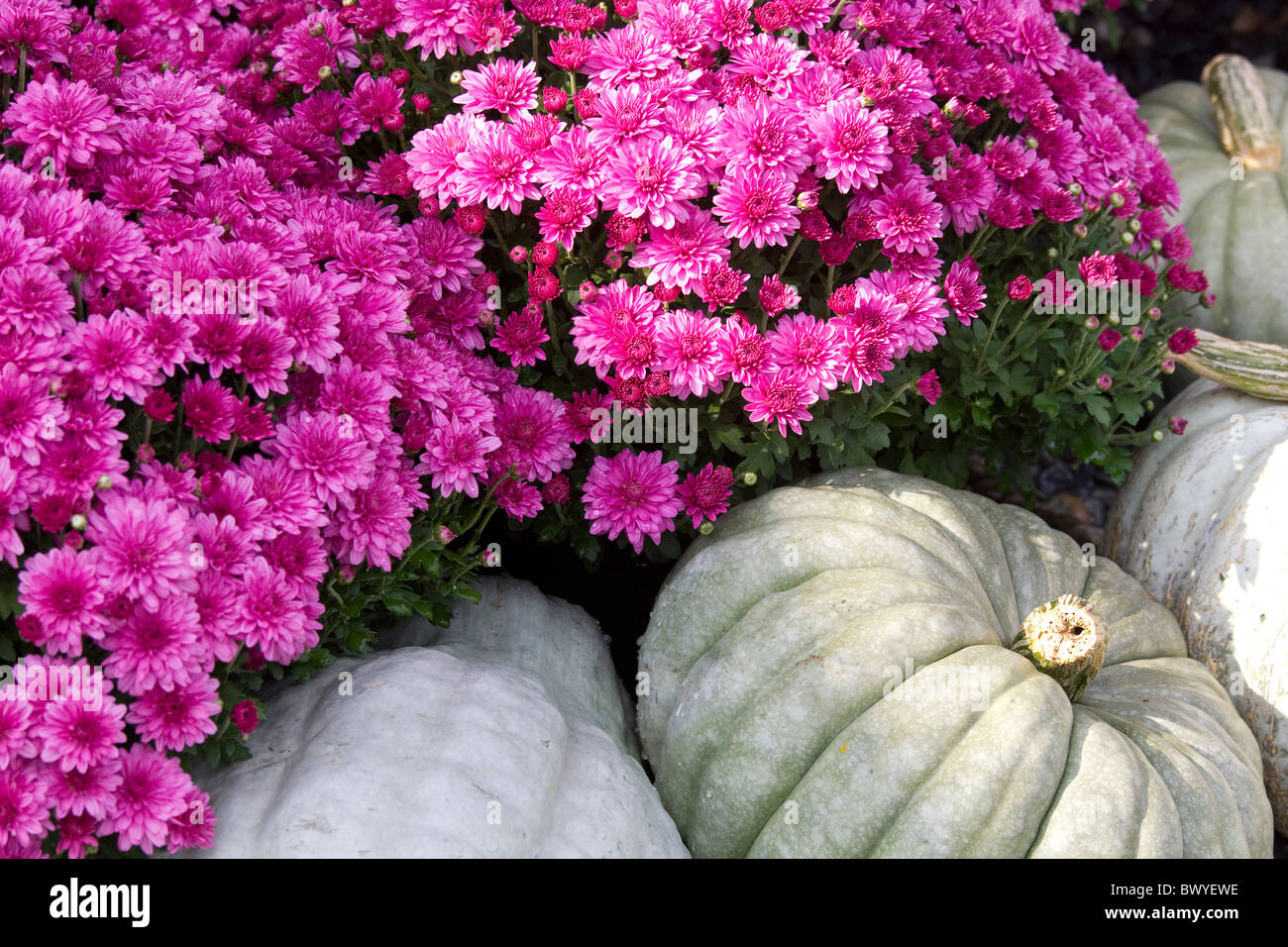 Autumn mums hi-res stock photography and images - Alamy