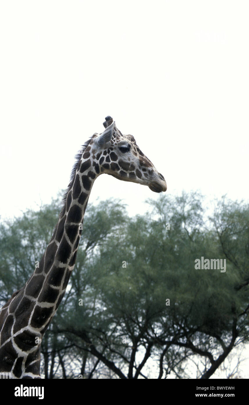 animal animals giraffe portrait profile Stock Photo - Alamy