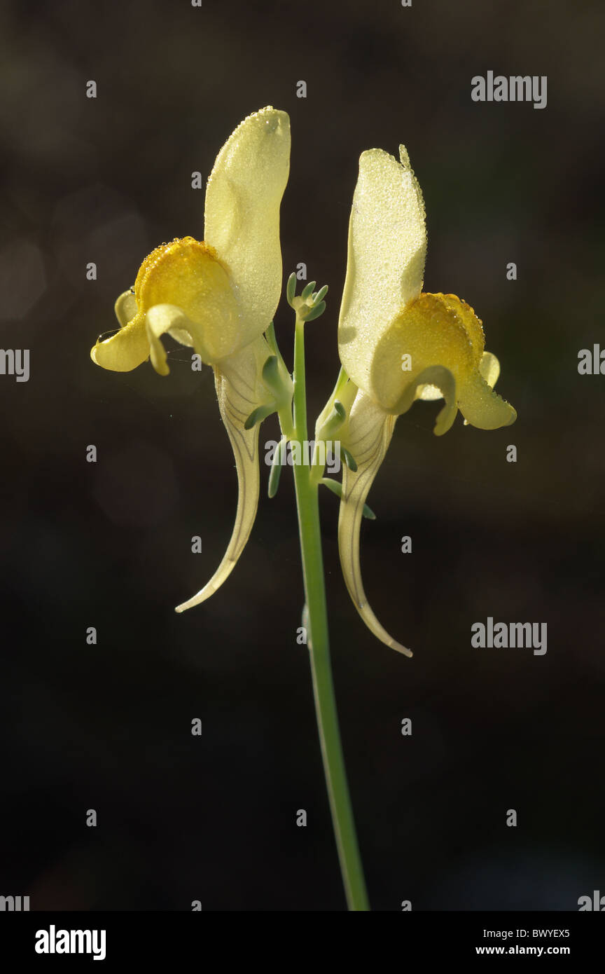 Linaria hi-res stock photography and images - Alamy