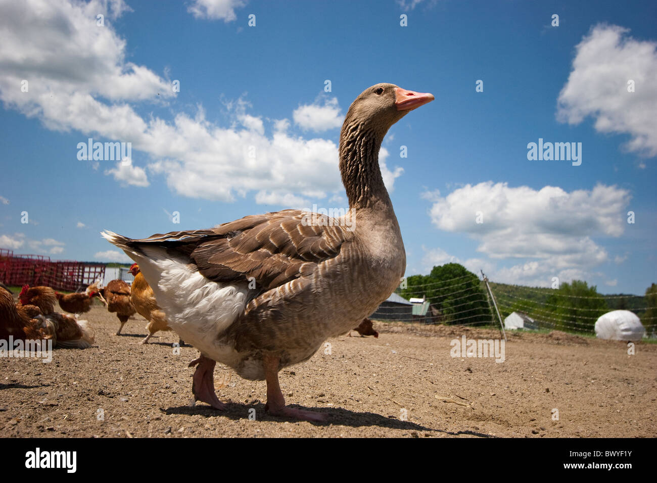Gray goose in barnyard on poultry farm Stock Photo - Alamy