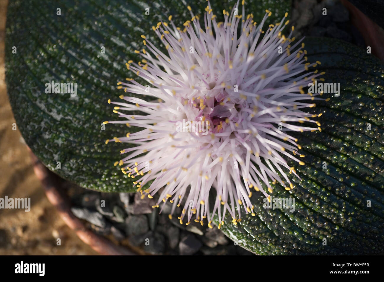 Massonia hi-res stock photography and images - Alamy