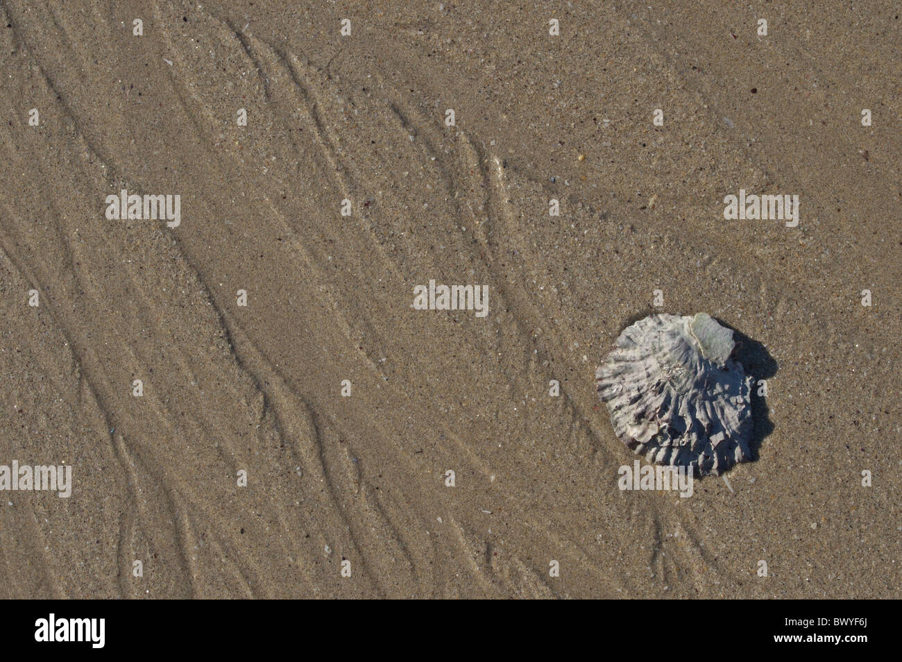 Oyster shell (Ostrea edulis Stock Photo - Alamy