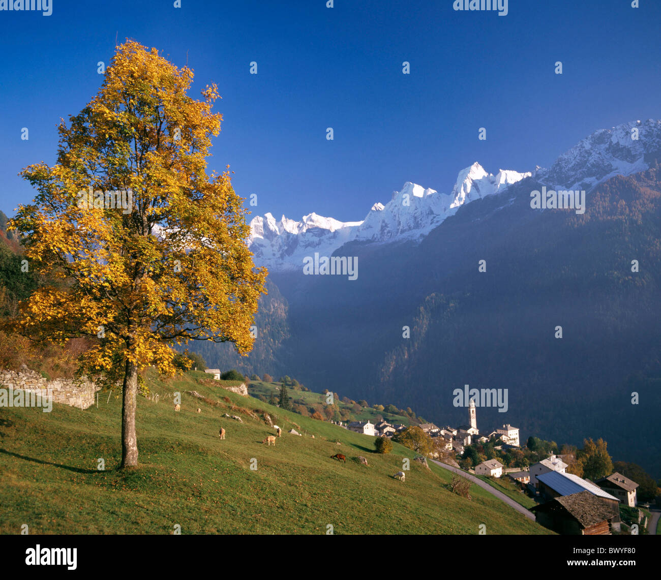 Bergell Graubunden Grisons Switzerland Europe Herstbaum snow mountains ...