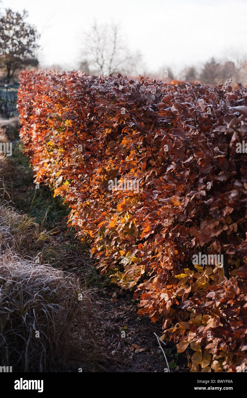 Golden hedge hi-res stock photography and images - Alamy