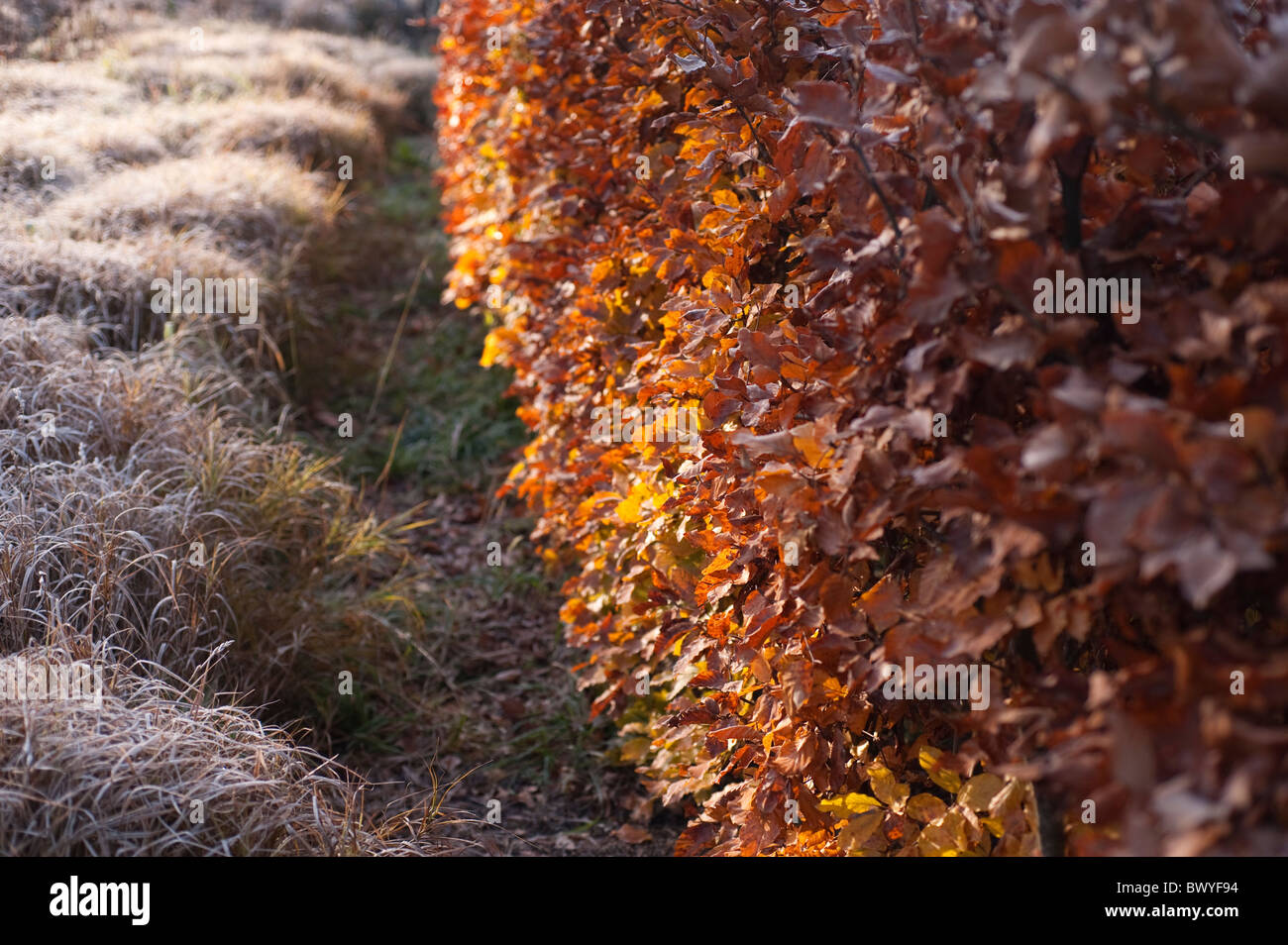 Golden hedge hi-res stock photography and images - Alamy