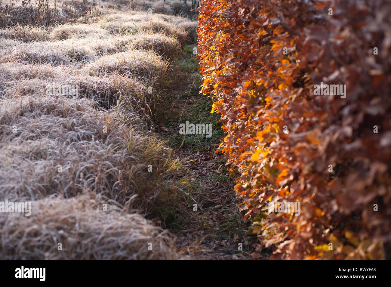 Bronze foliage frost garden grass hedging leaves hi-res stock ...