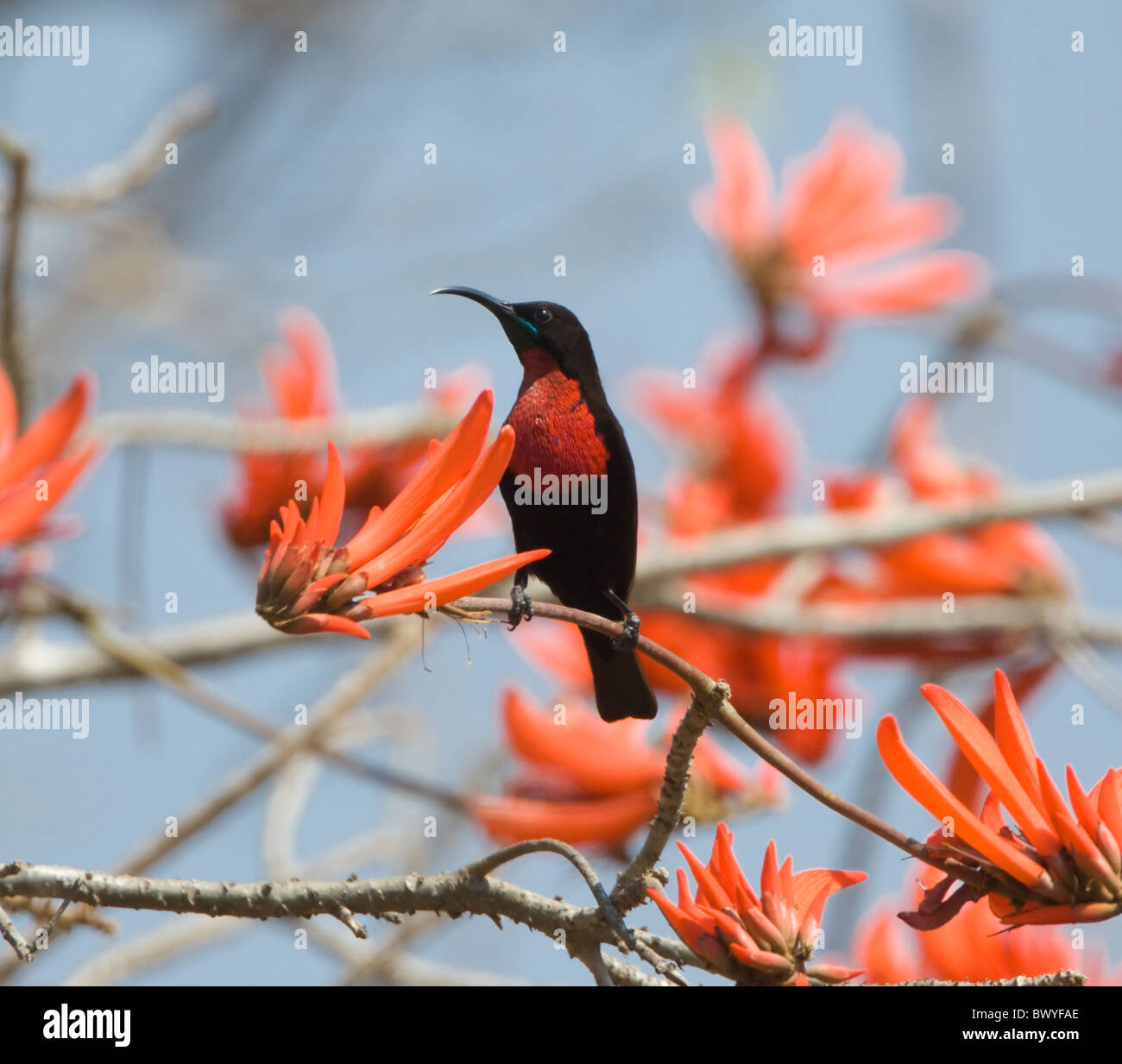 Scarlet-Chested Sunbird Chalcomitra senegalensis Kruger National Park ...