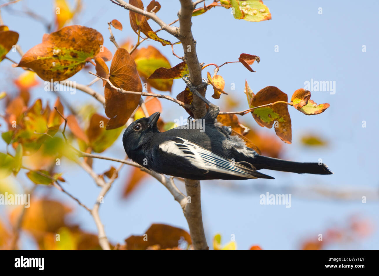 Southern Black Tit Parus niger Kruger National Park South Africa Stock ...