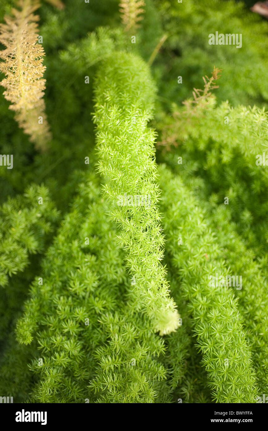 Asparagus densiflorus ‘Myersii’ Stock Photo - Alamy