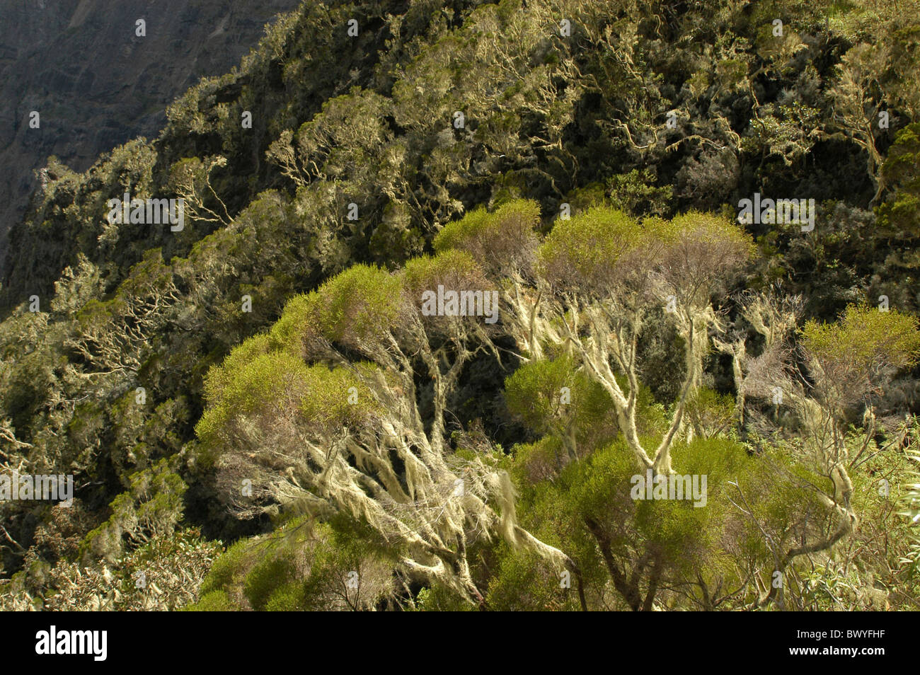 lichens flora slope inclination Ile de la Reunion Indian ocean coast ...