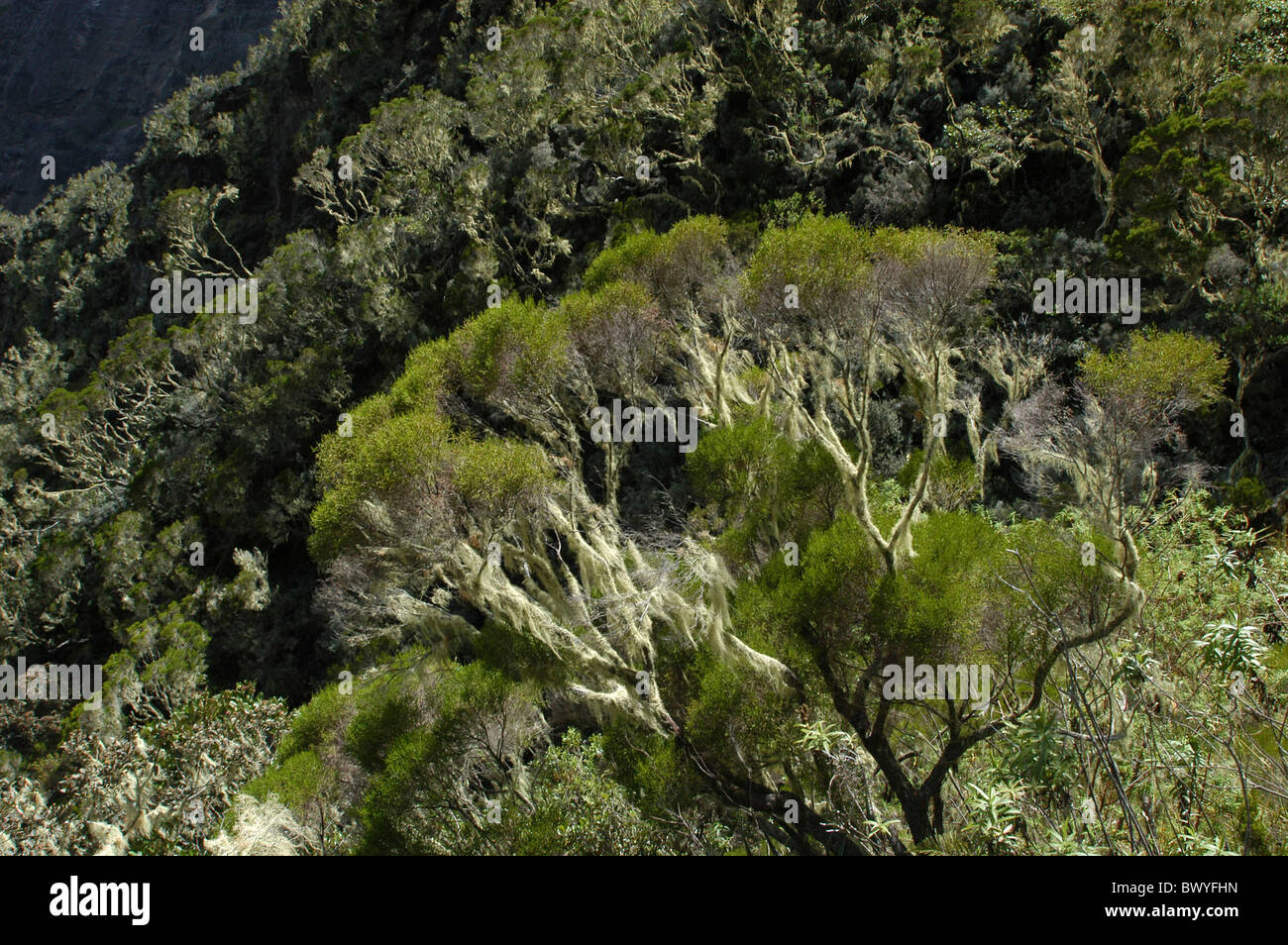 lichens flora slope inclination Ile de la Reunion Indian ocean coast ...