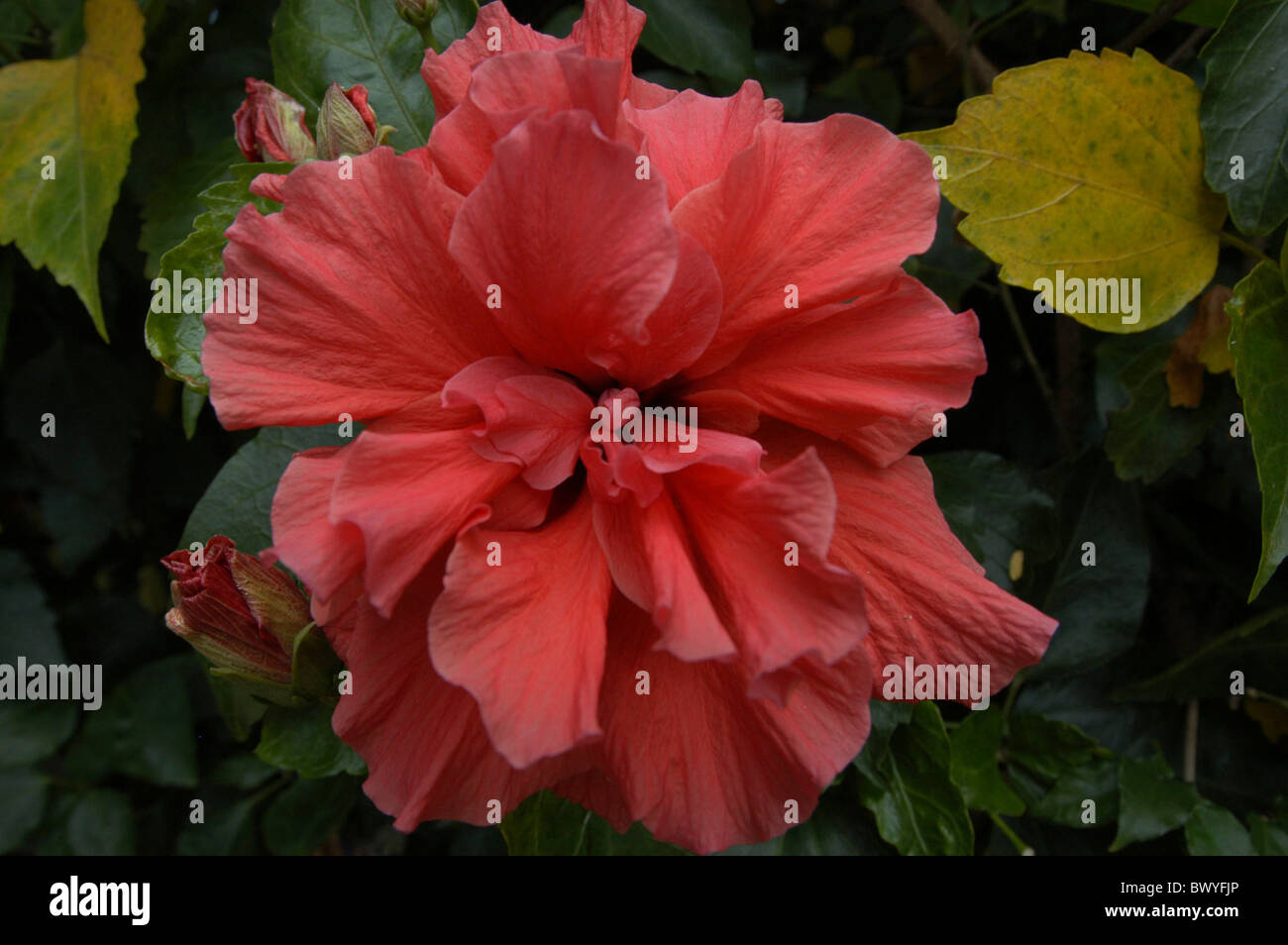flower blossom flourish exotic Ile de la Reunion Indian ocean plant red ...