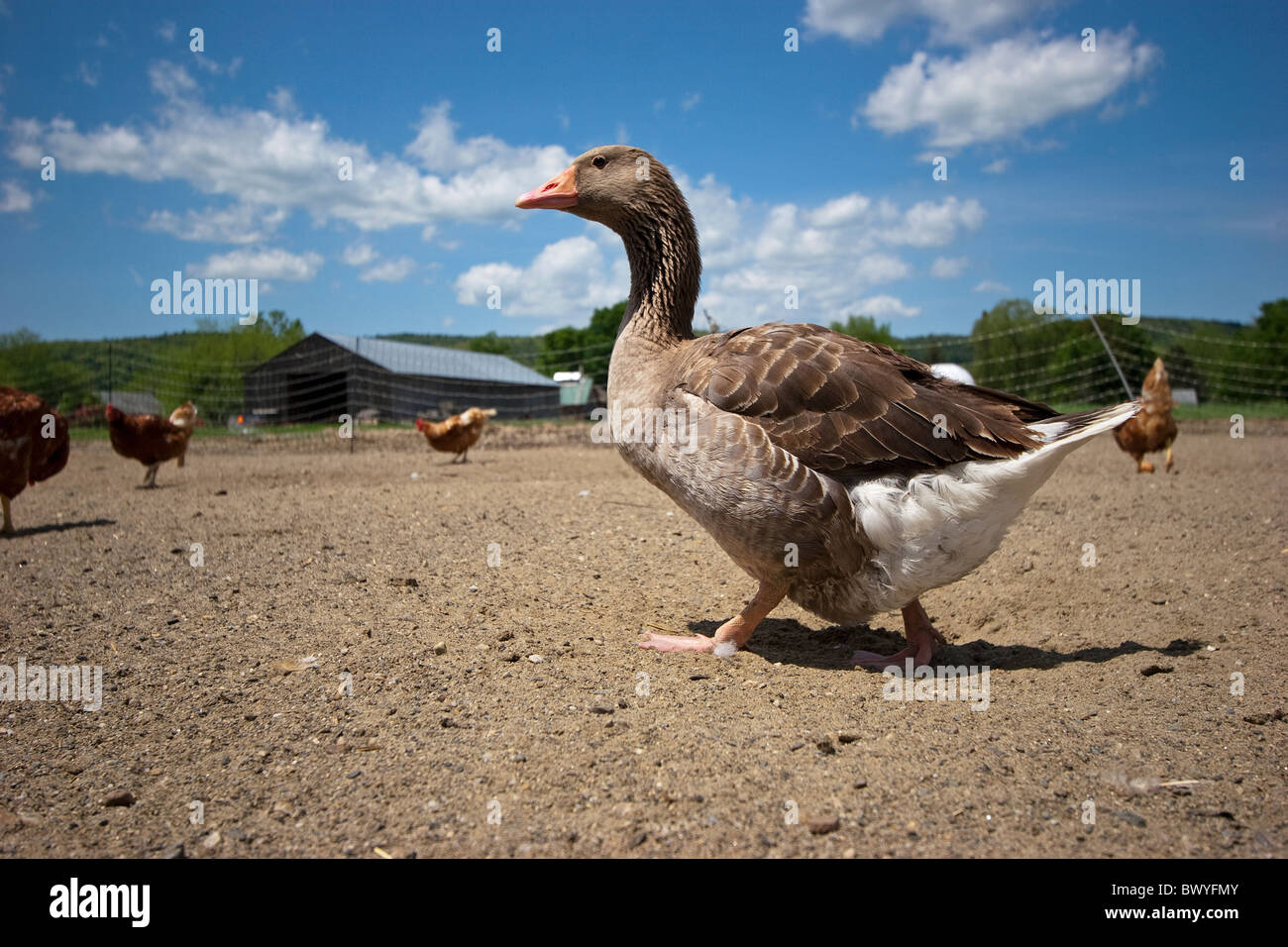 Gray goose in free range outdoor poultry yard on poultry farm Stock ...