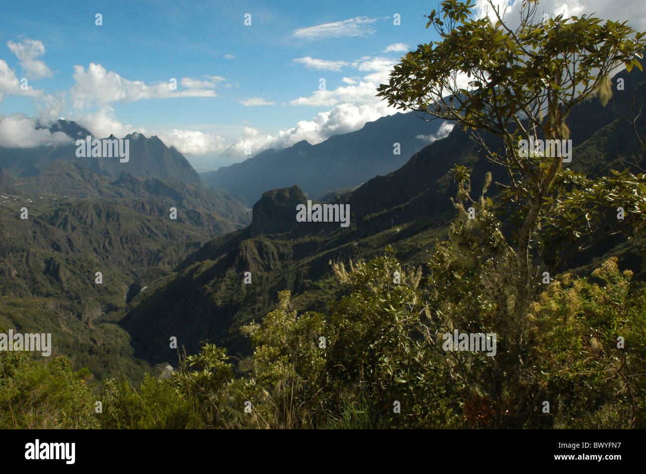 near Cilaos mountains Ile de la Reunion Indian ocean scenery wood ...