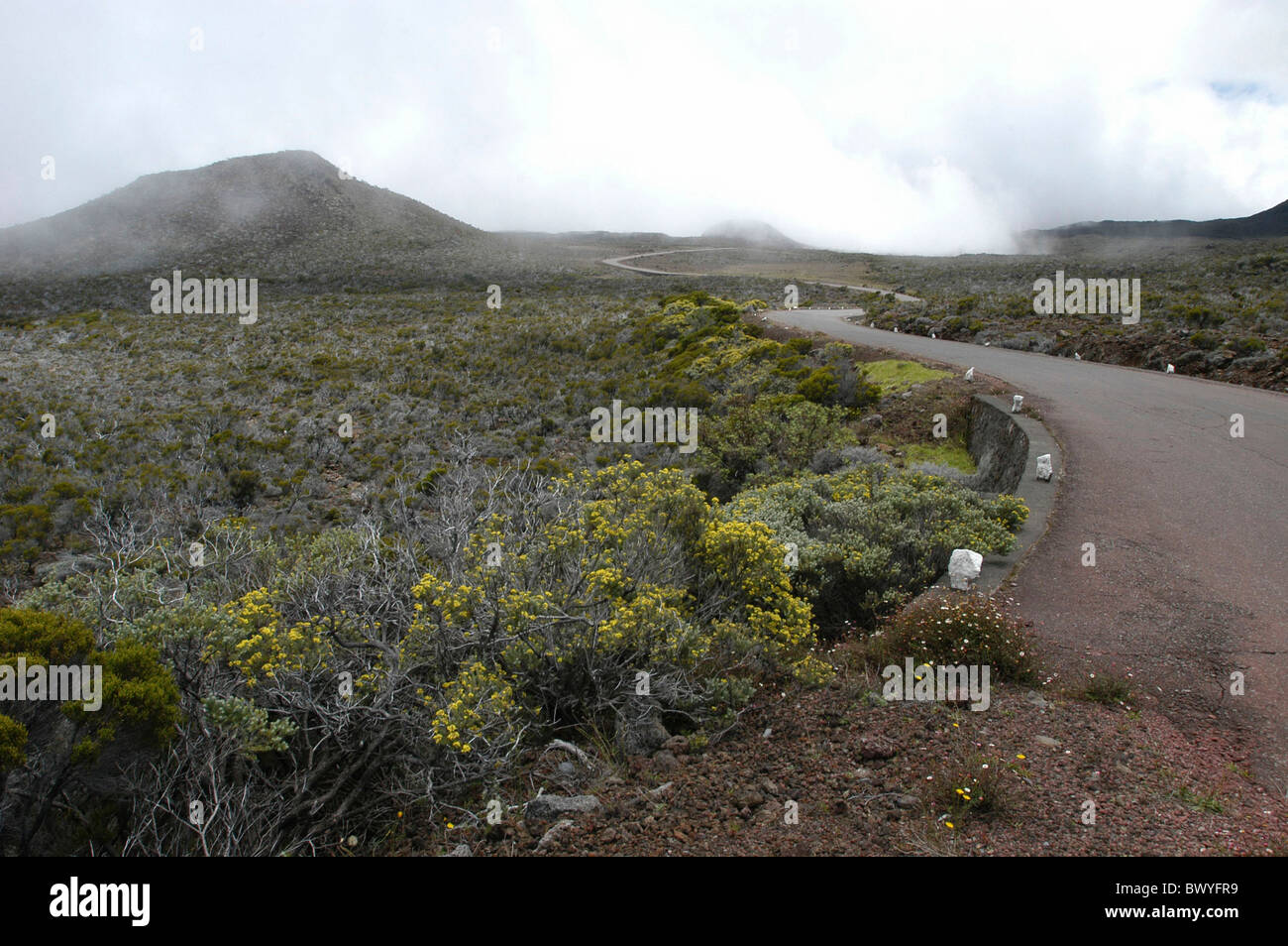 Ile de la Reunion Indian ocean scenery plants street volcanical ...