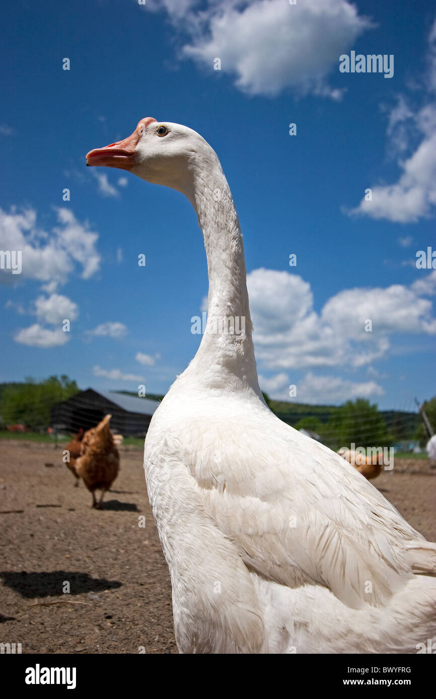 Goose in poultry yard on poultry farm outside Stock Photo - Alamy