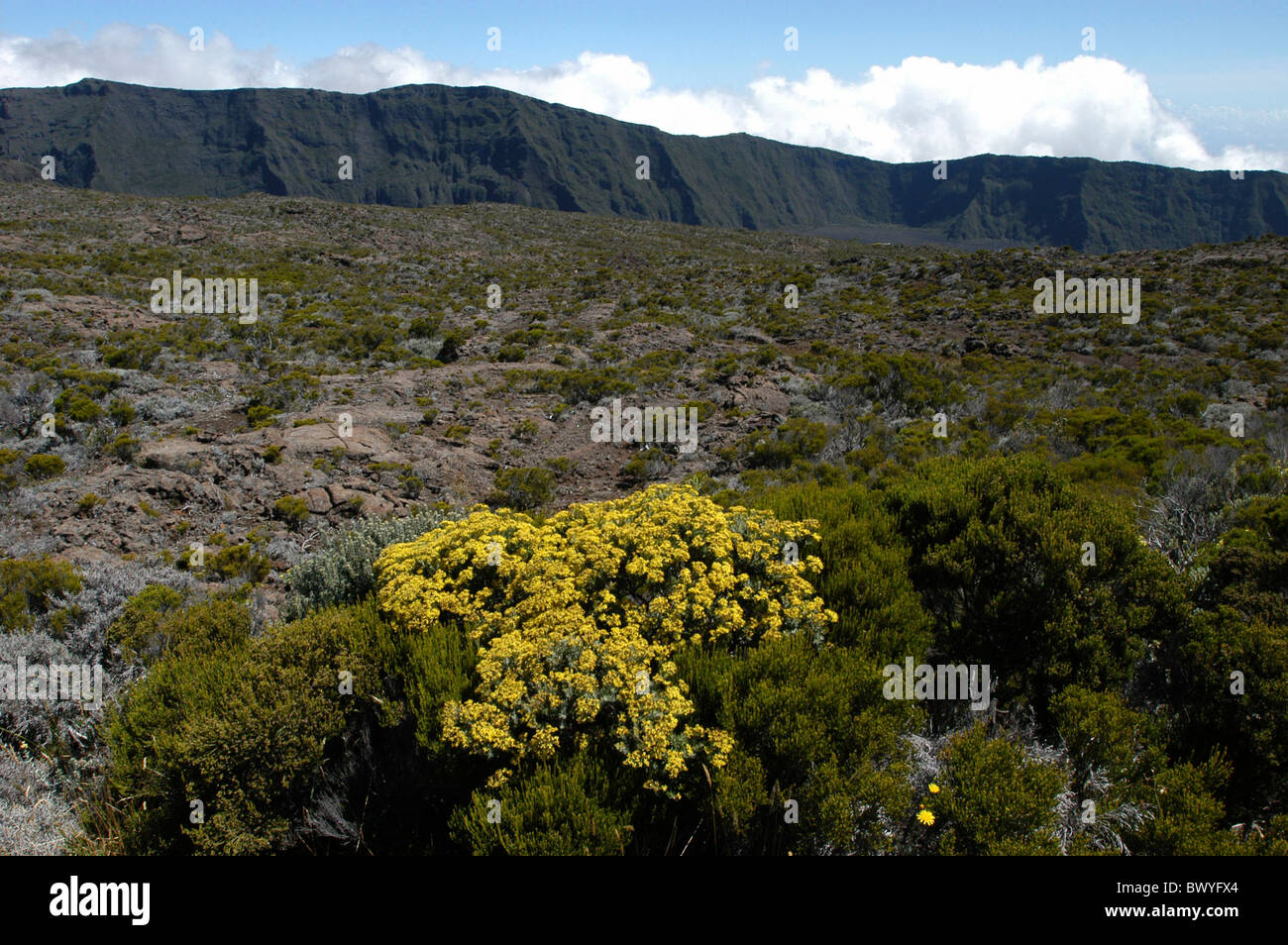 mountains blossom Ile de la Reunion Indian ocean scenery nature plants ...