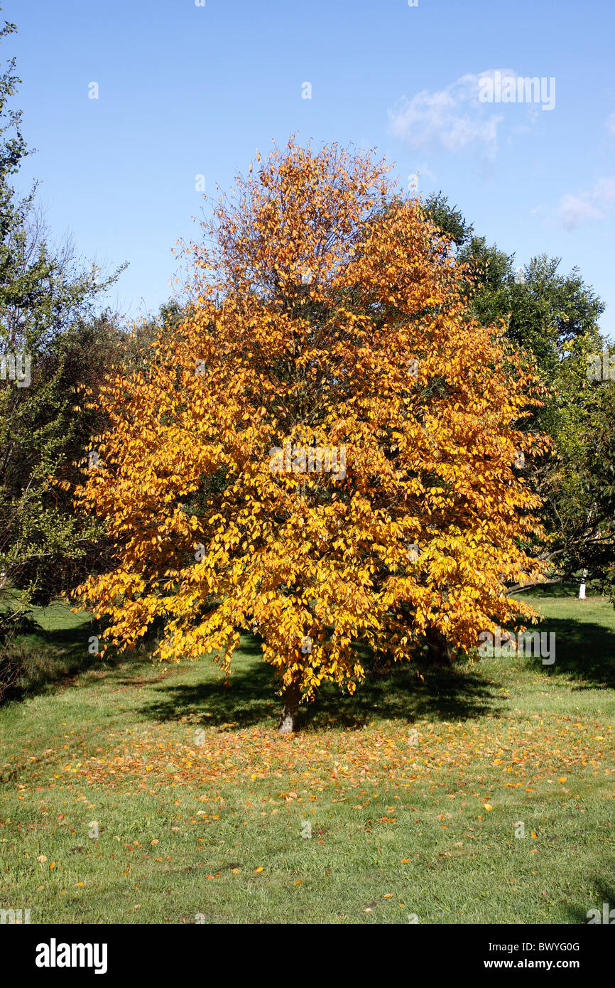 BETULA LENTA. CHERRY BIRCH OR SWEET BIRCH TREE IN AUTUMN AT RHS WISLEY ...