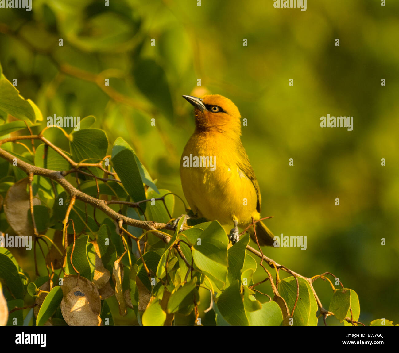 Spectacled Weaver Ploceus ocularis Kruger National Park South Africa ...