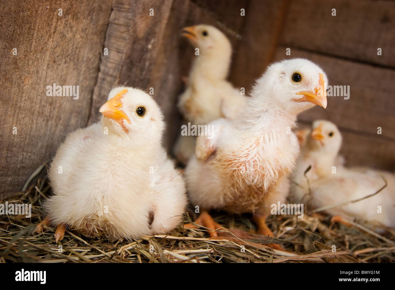 Chicks in chicken coop on chicken farm Stock Photo - Alamy