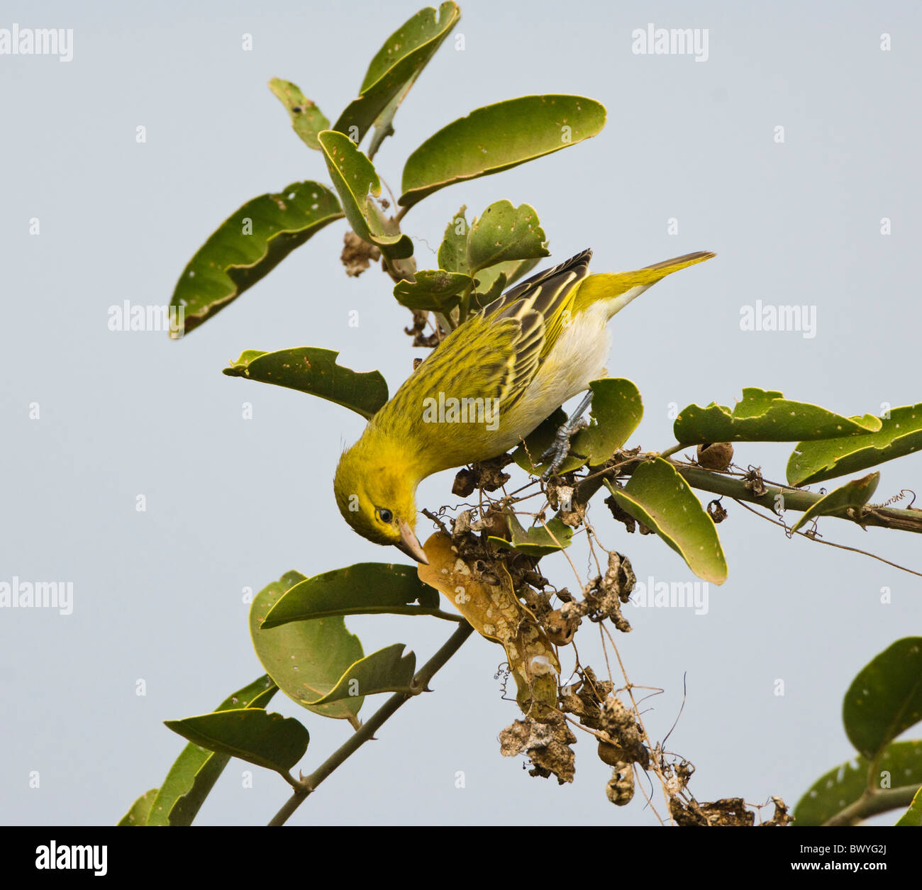 Female ploceus cucullatus hi-res stock photography and images - Alamy