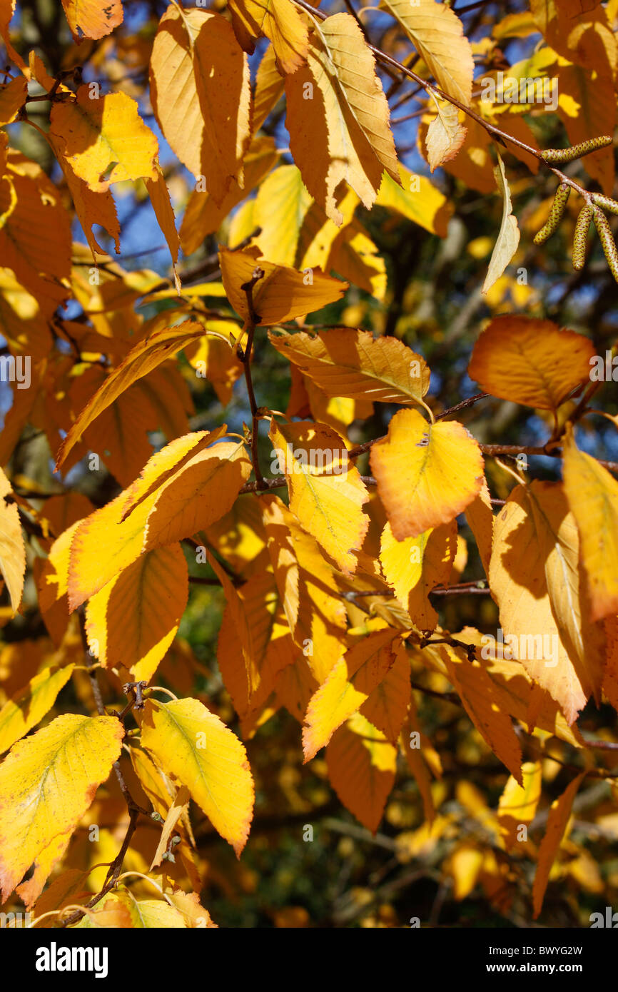 Birch trees garden uk hi-res stock photography and images - Alamy