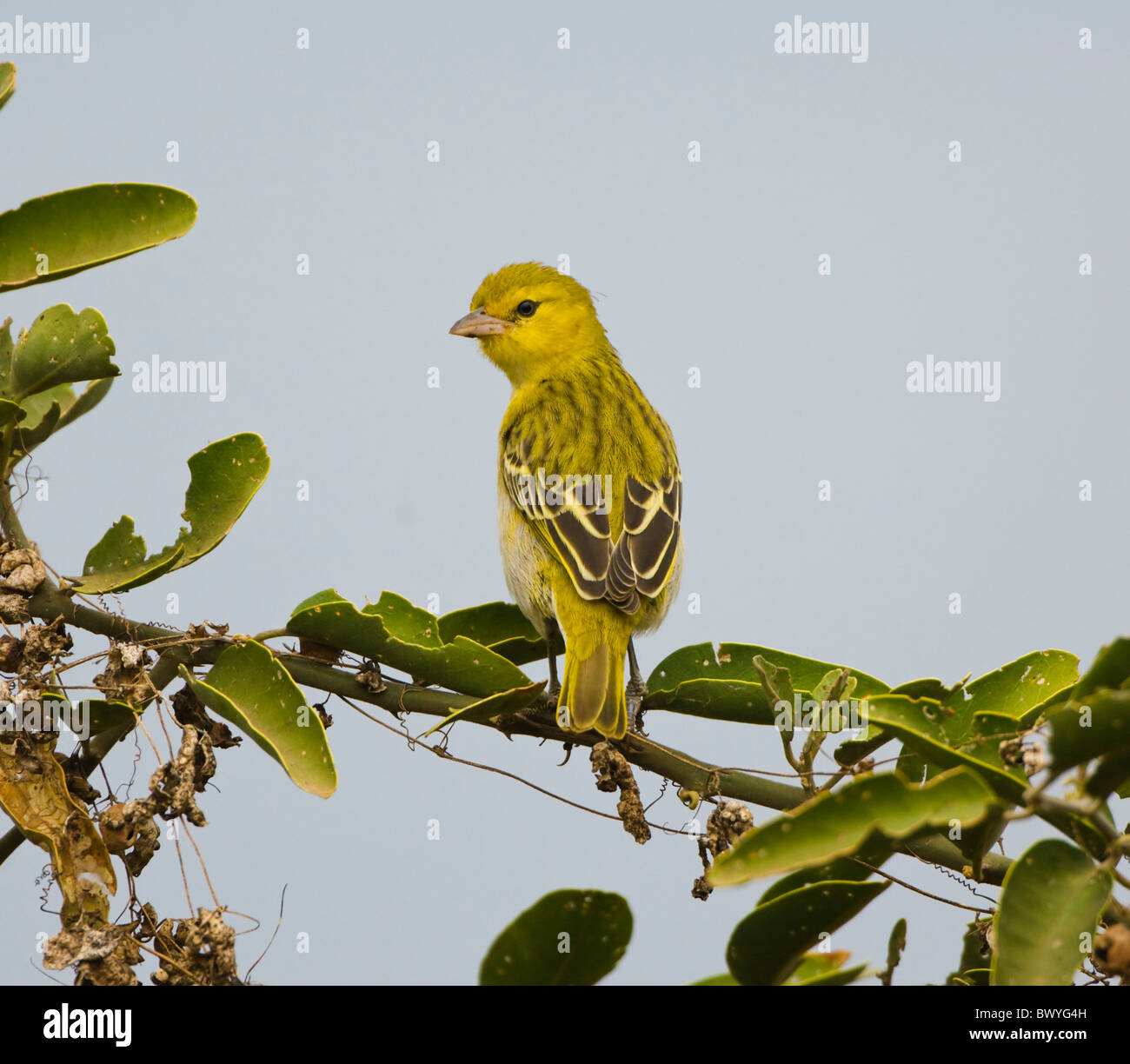 Female weaver birds hi-res stock photography and images - Alamy