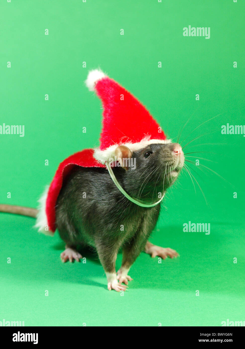 Santa rat hi-res stock photography and images - Alamy