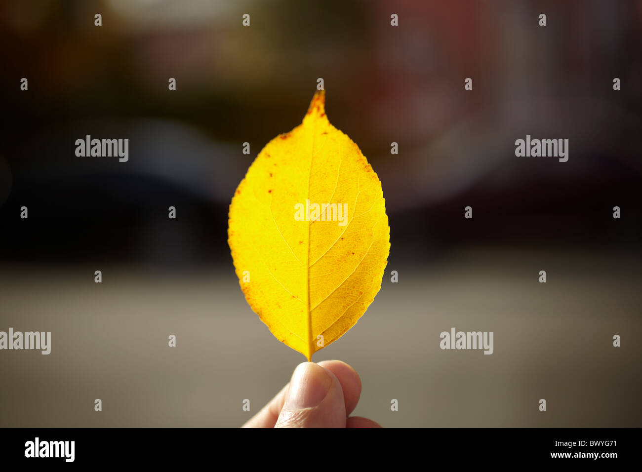 part of hand with yellow leaf, focus on nearest part Stock Photo - Alamy