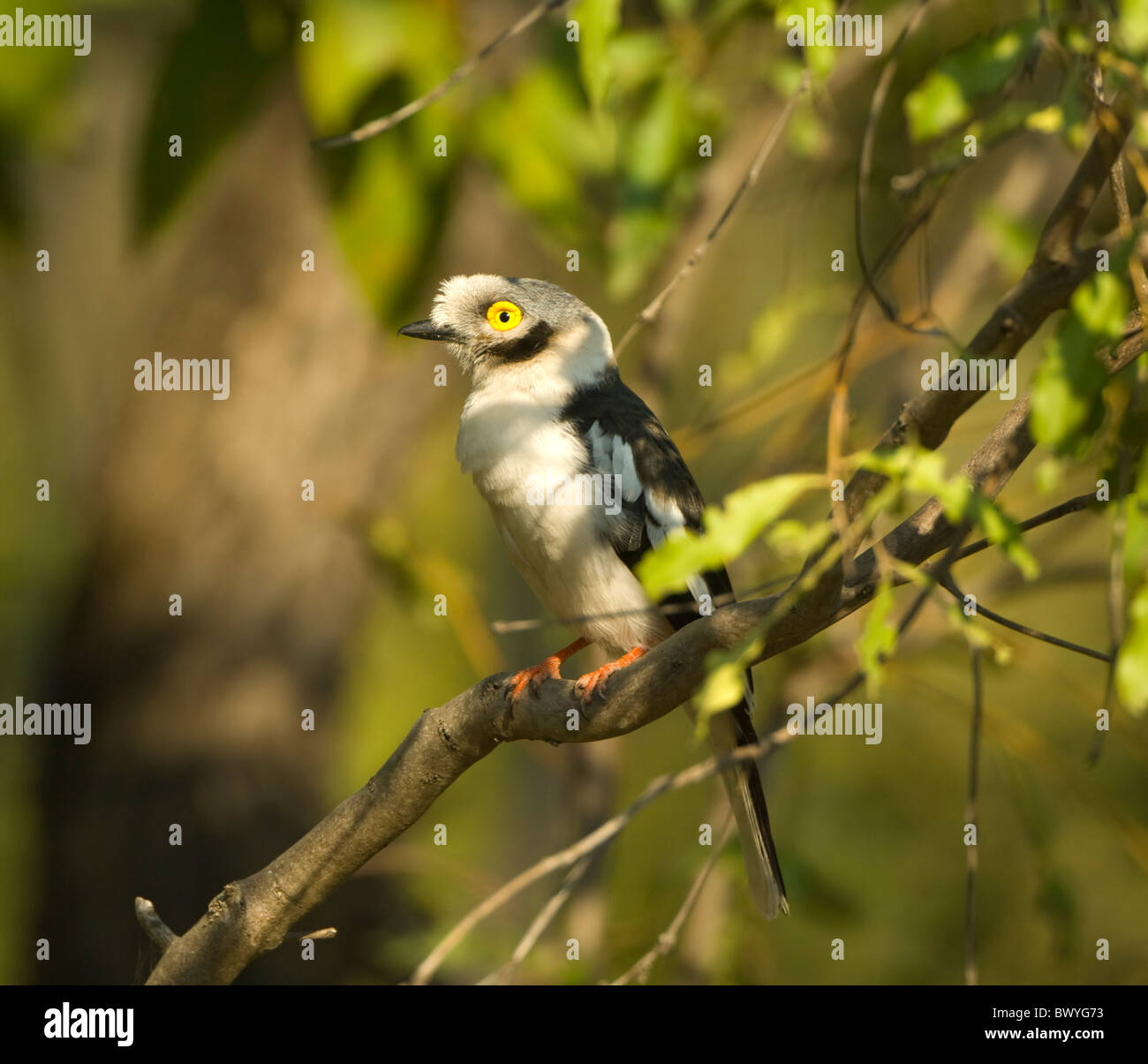 White-Crested Helmet Shrike Prionops plumatus Kruger National Park ...