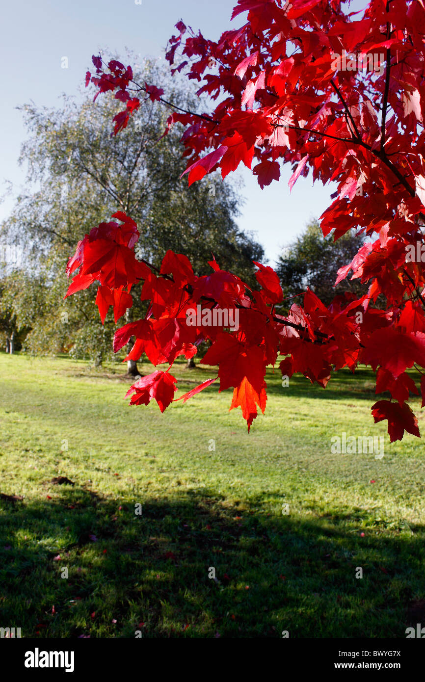 ACER RUBRUM. OCTOBER GLORY. MAPLE IN AUTUMN. UK Stock Photo - Alamy ACER RUBRUM. OCTOBER GLORY. MAPLE IN AUTUMN. UK Stock Photo - Alamy