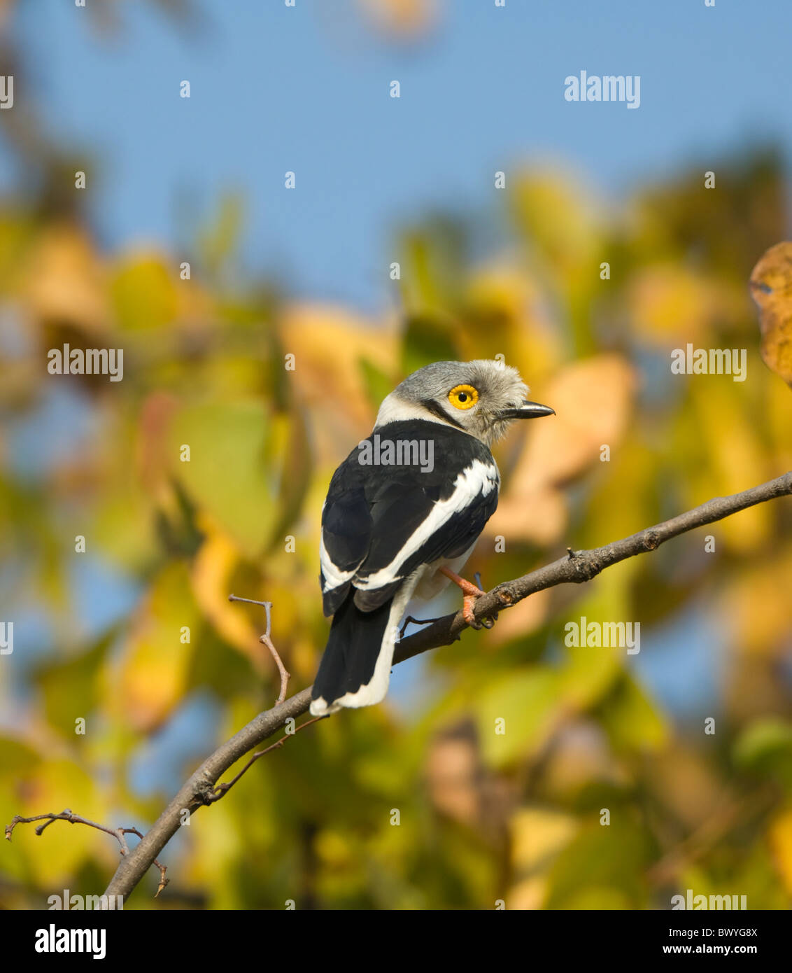 White crested helmet shrike hi-res stock photography and images - Alamy