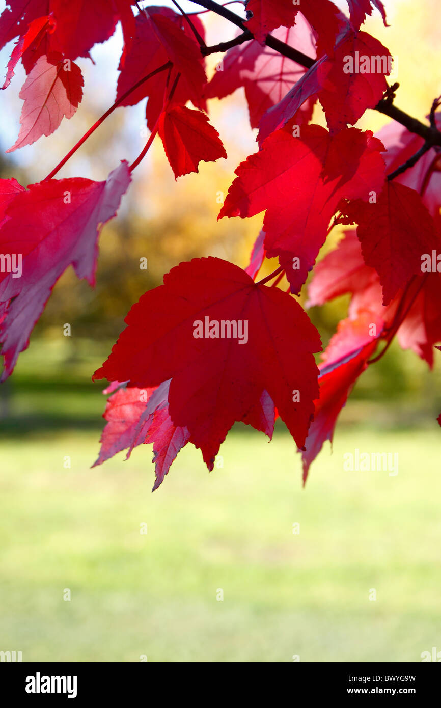 Acer rubrum uk hi-res stock photography and images - Alamy