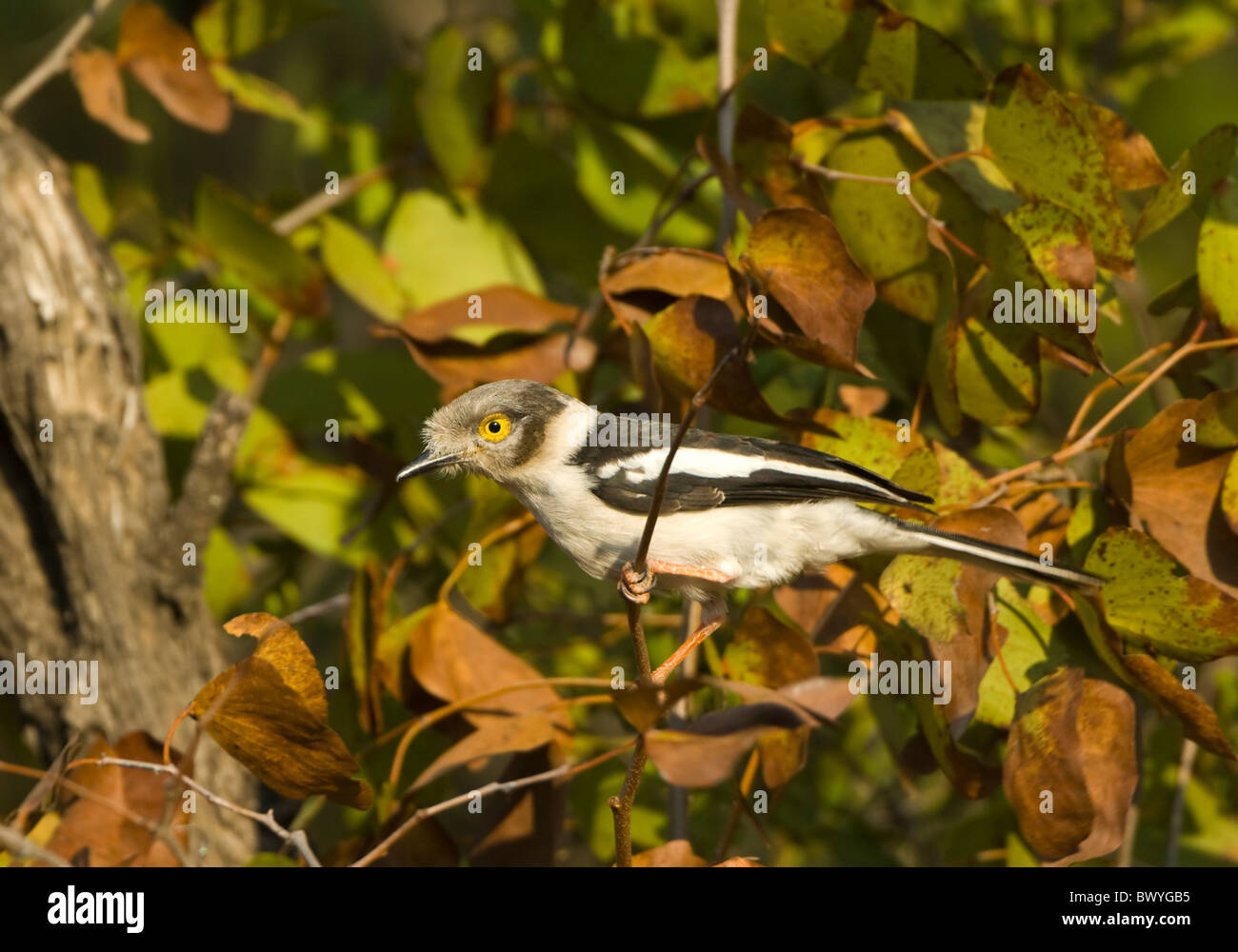White-Crested Helmet Shrike Prionops plumatus Kruger National Park ...