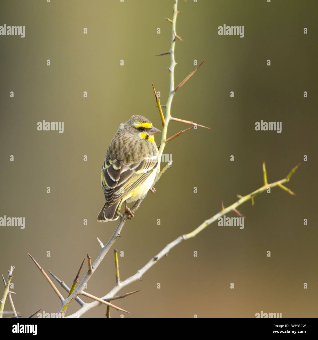 Yellow fronted canary serinus mozambicus hi-res stock photography and ...