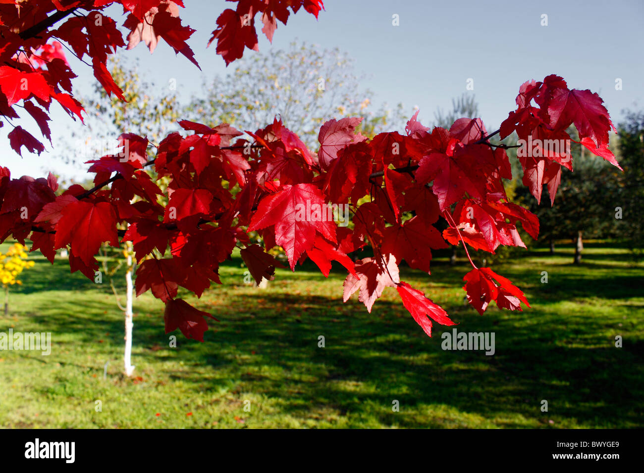 English maple tree hi-res stock photography and images - Alamy