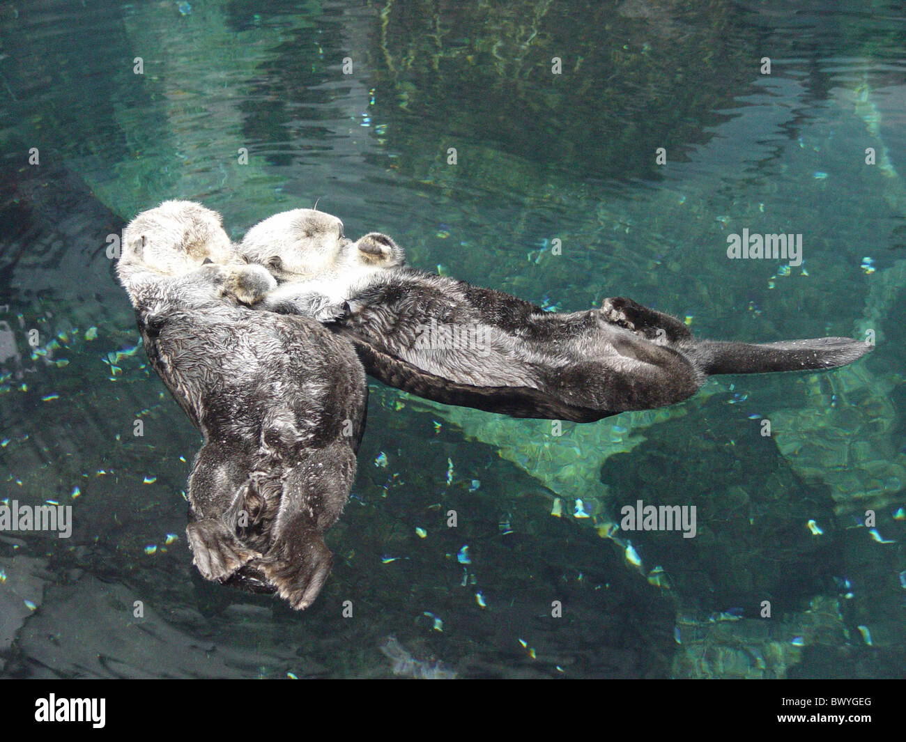 Enhydra lutris Lisbon sea viper Oceanario viper otter Portugal lake ...