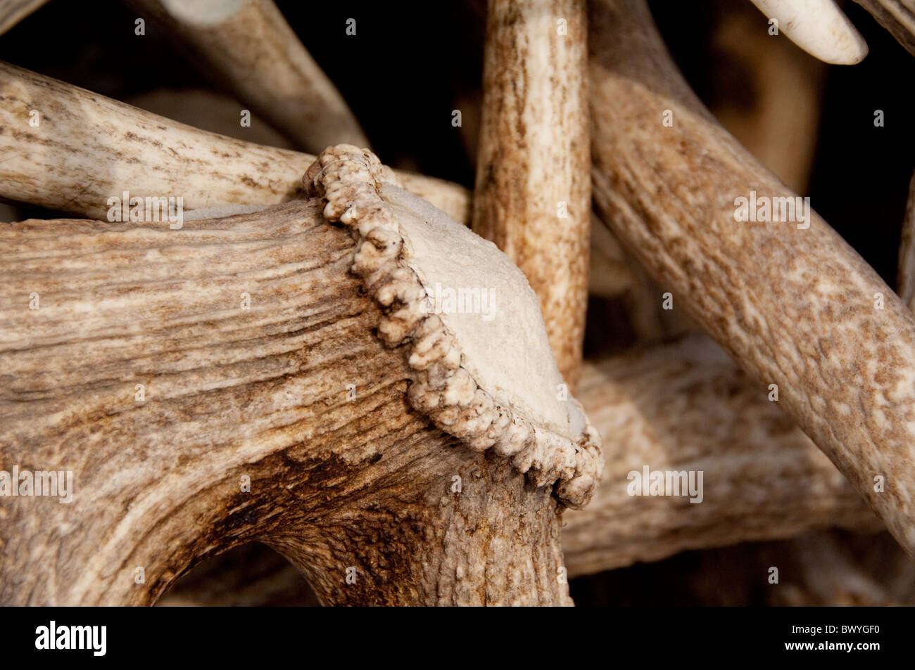 Elk antler close up hi-res stock photography and images - Alamy
