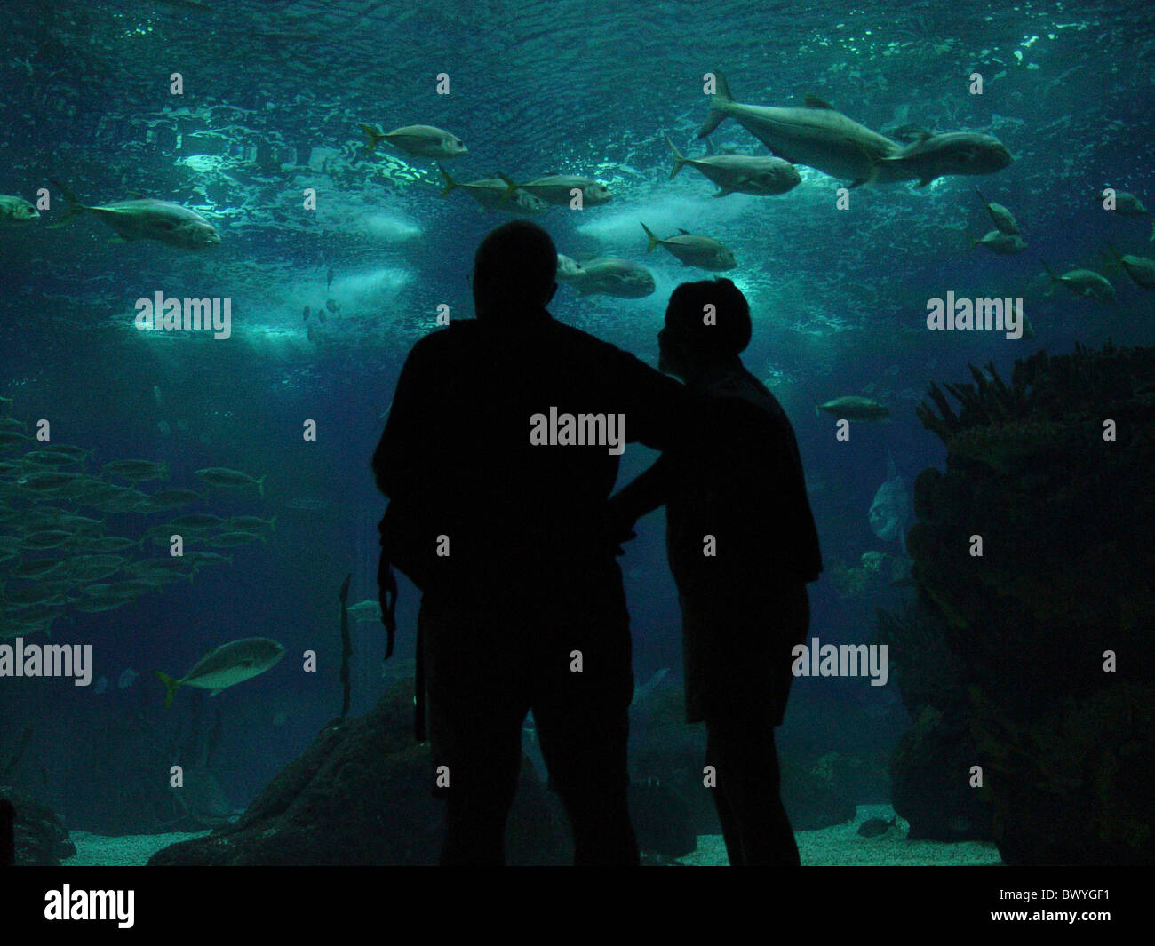 aquarium fish windowpane Lisbon Oceanario Portugal silhouettes ...