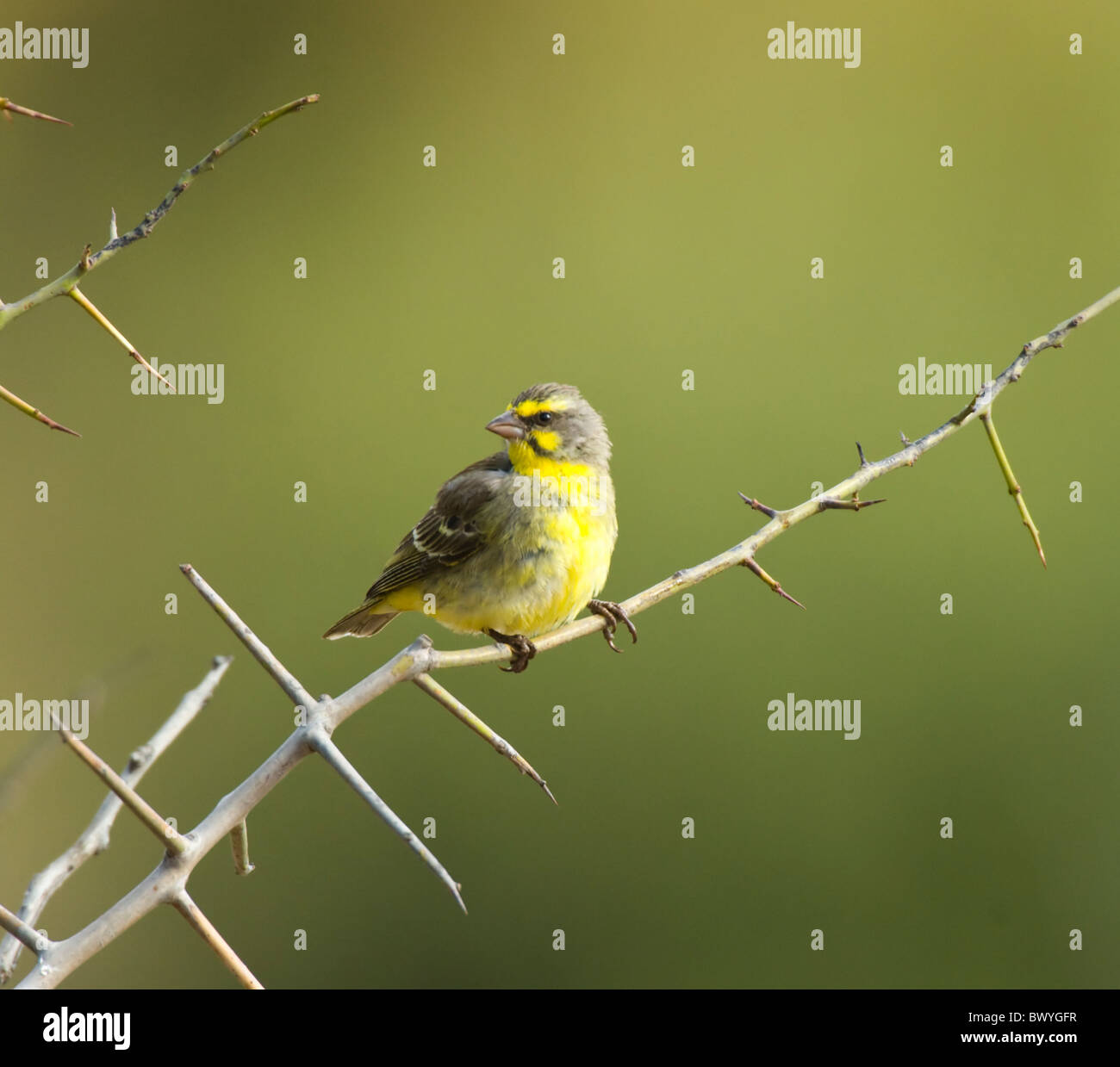 Yellow fronted canary serinus mozambicus hi-res stock photography and ...