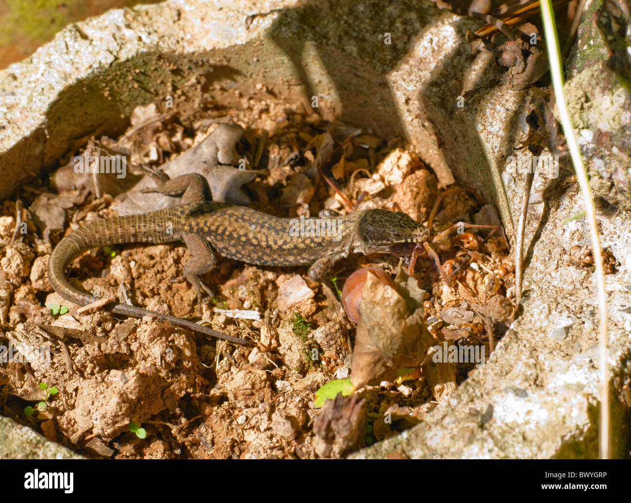 Lizard eating spider hi-res stock photography and images - Alamy