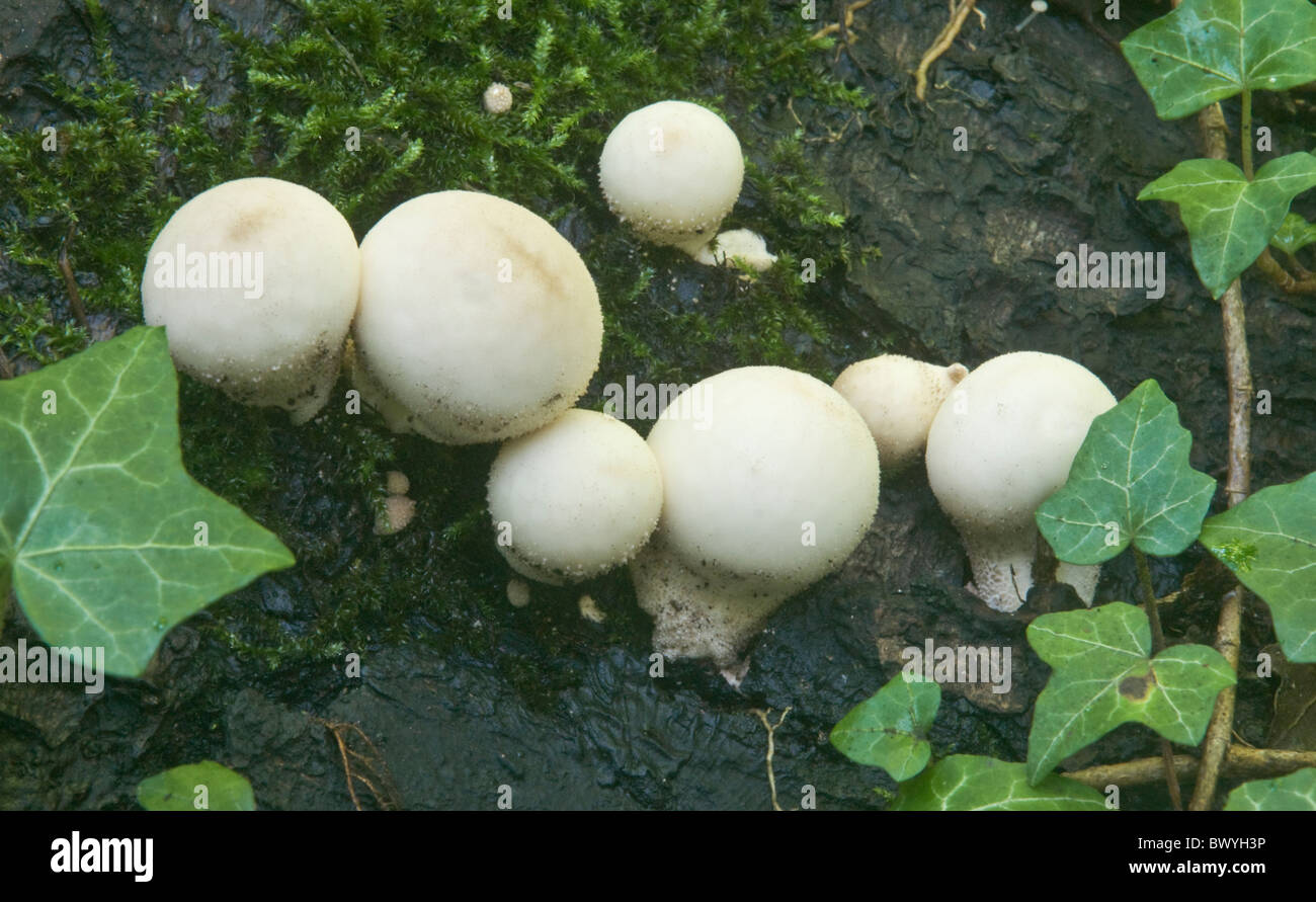 Earth balls type fungus Stock Photo - Alamy